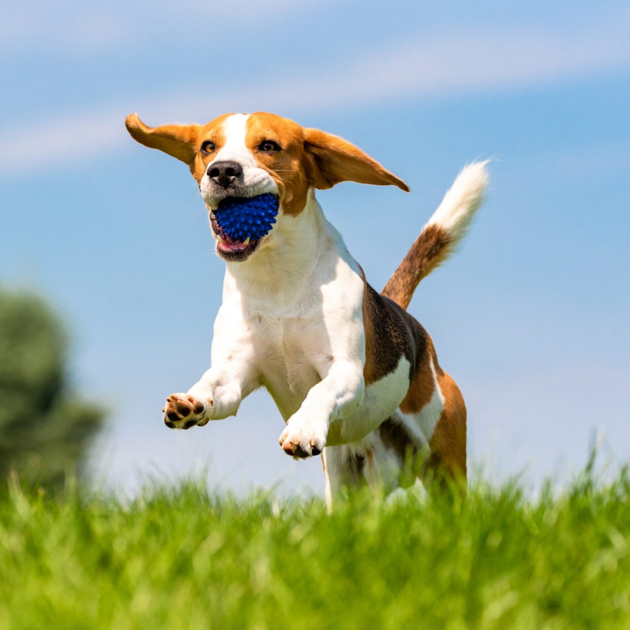 Dogs for Health: Therapy Dogs Supporting Communities