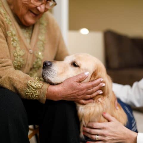 Paws at the Door: Therapy Dog Home Visits