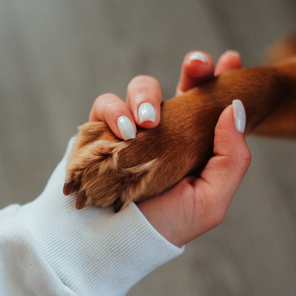 Pawamedics: Therapy Dogs for Schools & Workplaces