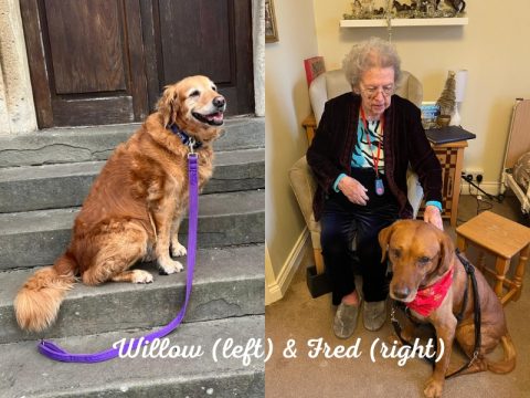 Combatting Loneliness: The Power of Therapy Dogs