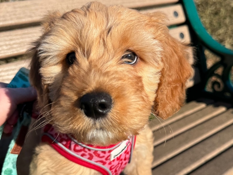 Meet the Team – Dogs For Health